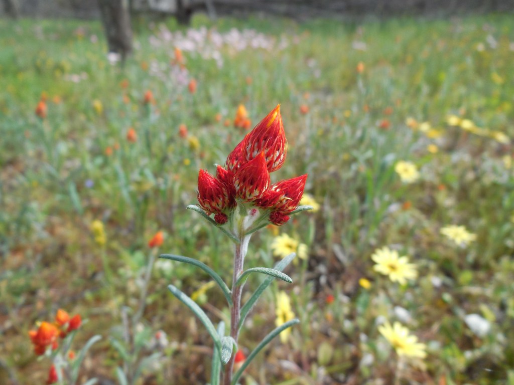 Dalwallinu and Petrudor Rocks – Let Me Be Free