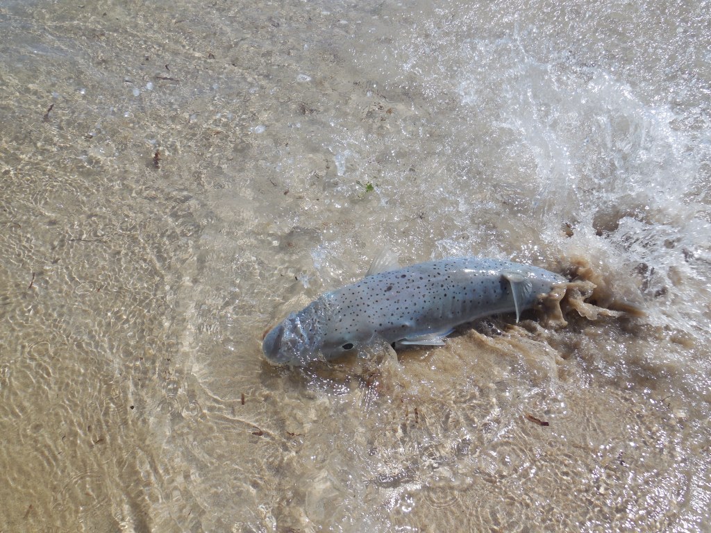 Things to do in Port Gregory, WA – Let Me Be Free