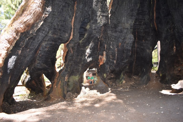 Wandering Walpole’s Wilderness – Let Me Be Free